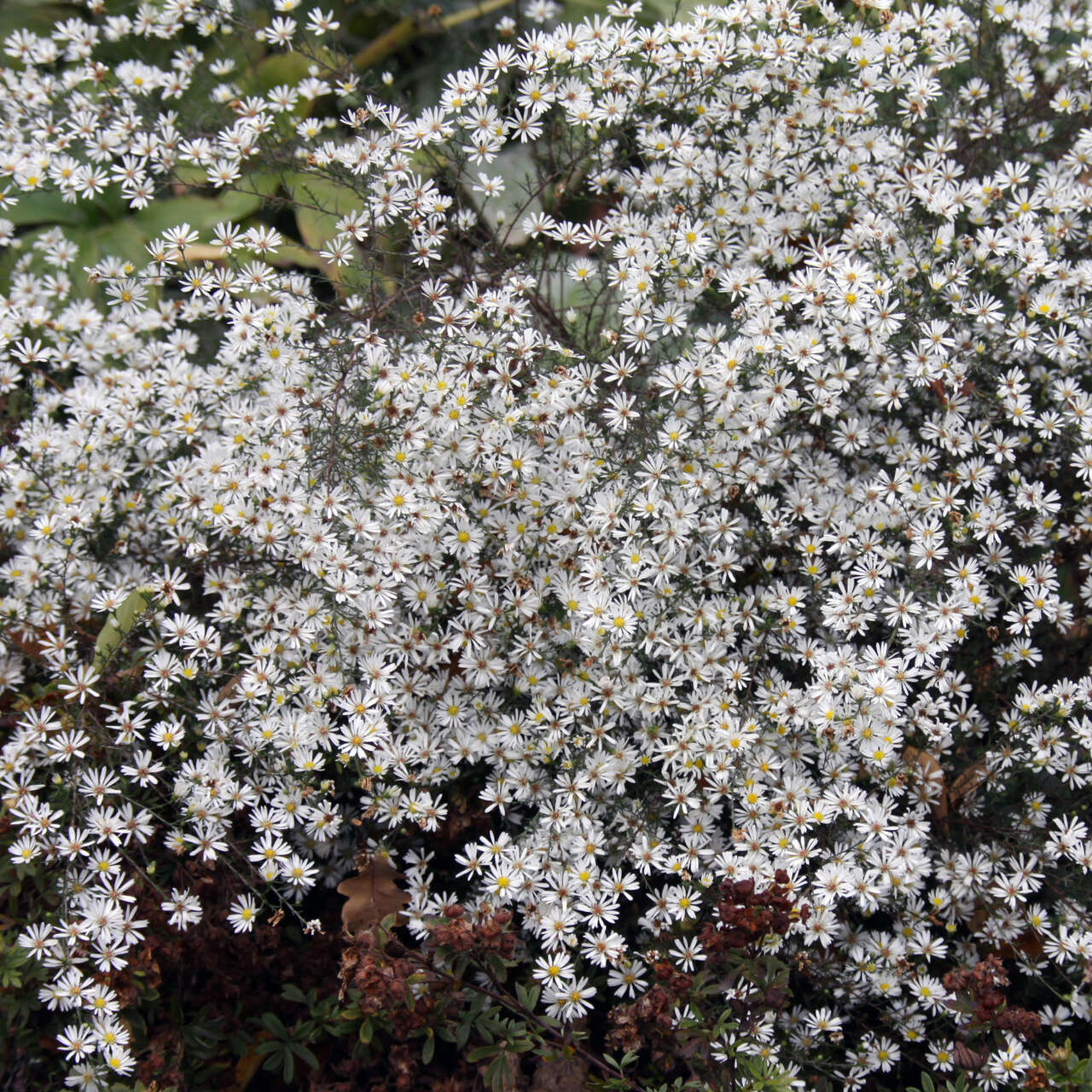 Aster - Aster ericoides 'Monte Cassino' - weiß