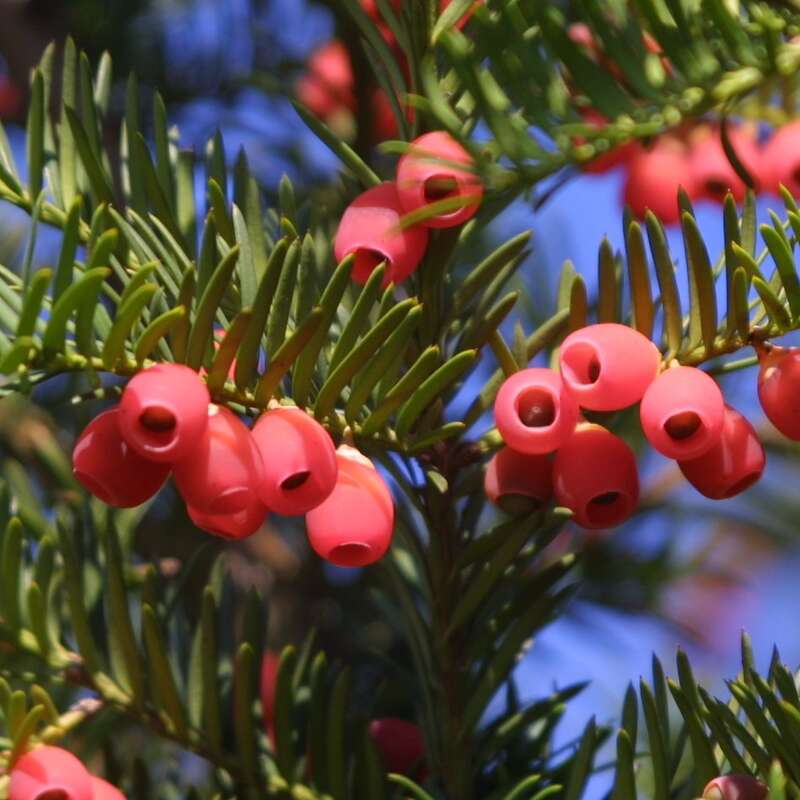 Heimische Eibe - Taxus baccata
