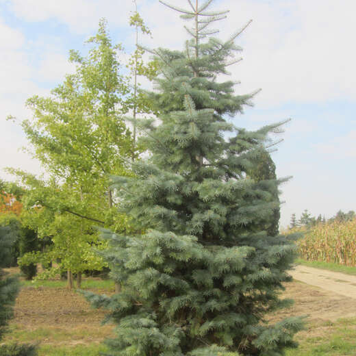 Heimische Tanne - Abies alba - grün