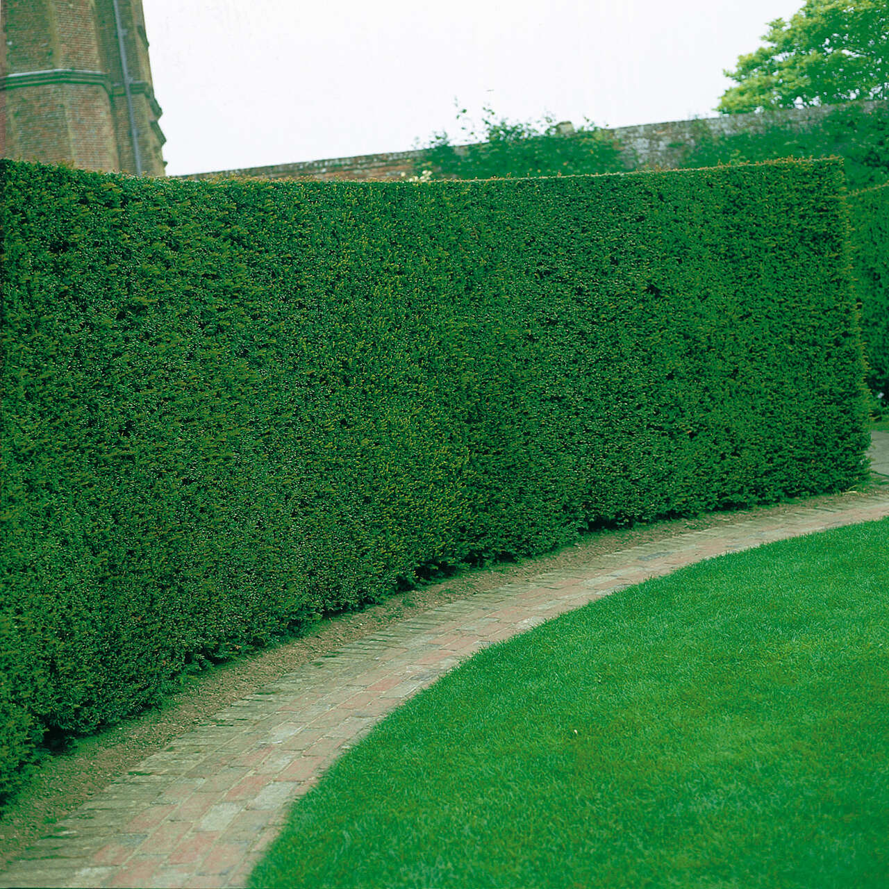 Breite Säuleneibe - Taxus baccata 'Erecta' - grün
