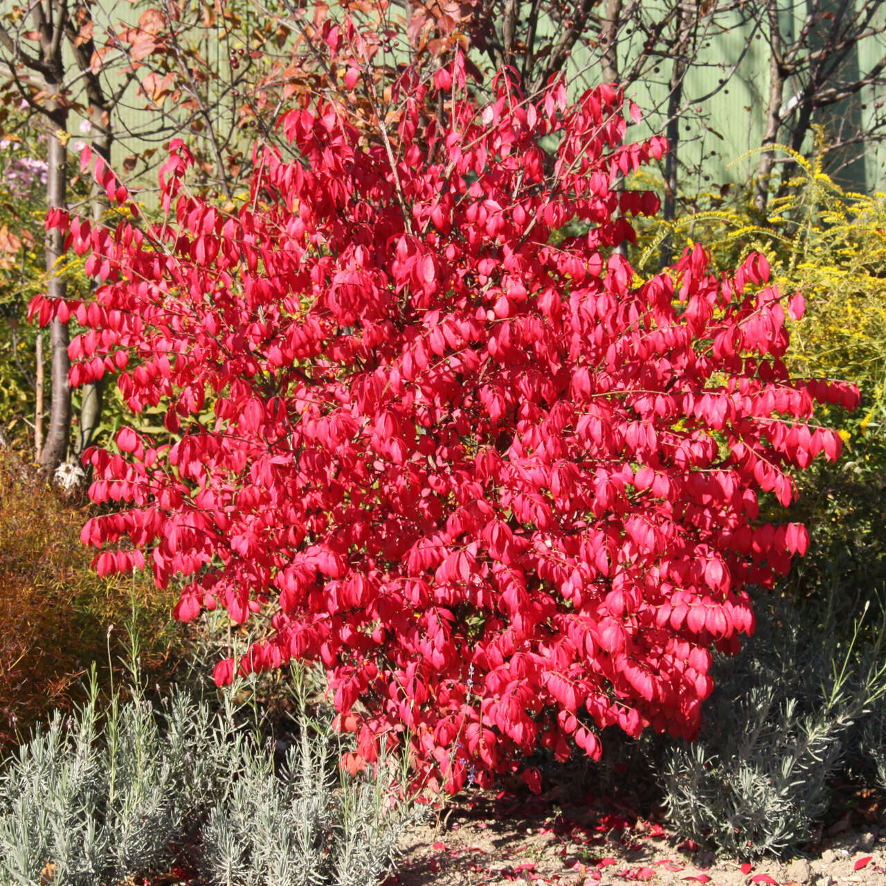 Korkflügel-Spindelstrauch - Euonymus alatus 'Fireball' - grün