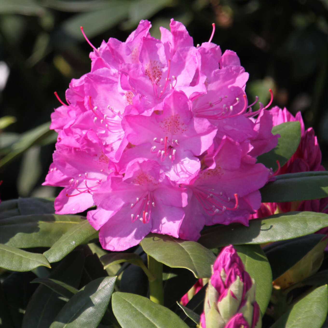 Rhododendron - Rhododendron 'English Roseum' - 30/ 40