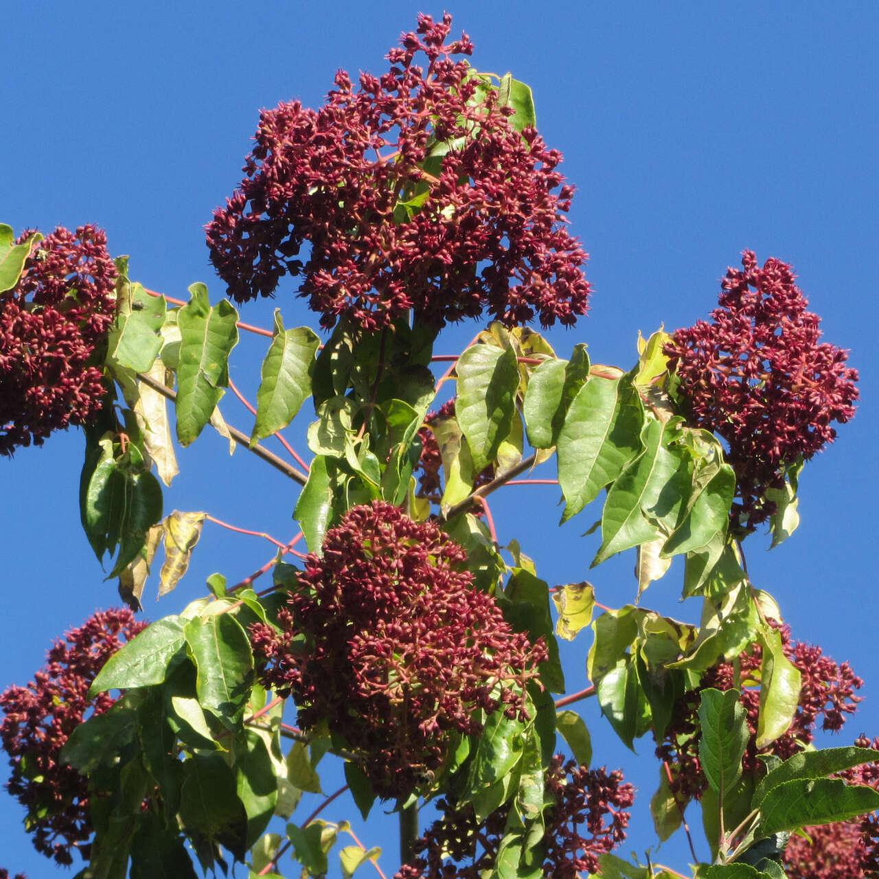 Honigesche - Tetradium danieli hupehensis - weiß