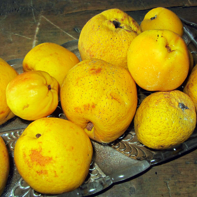 Nordische Zitrone - Chaenomeles 'Cido' - rot