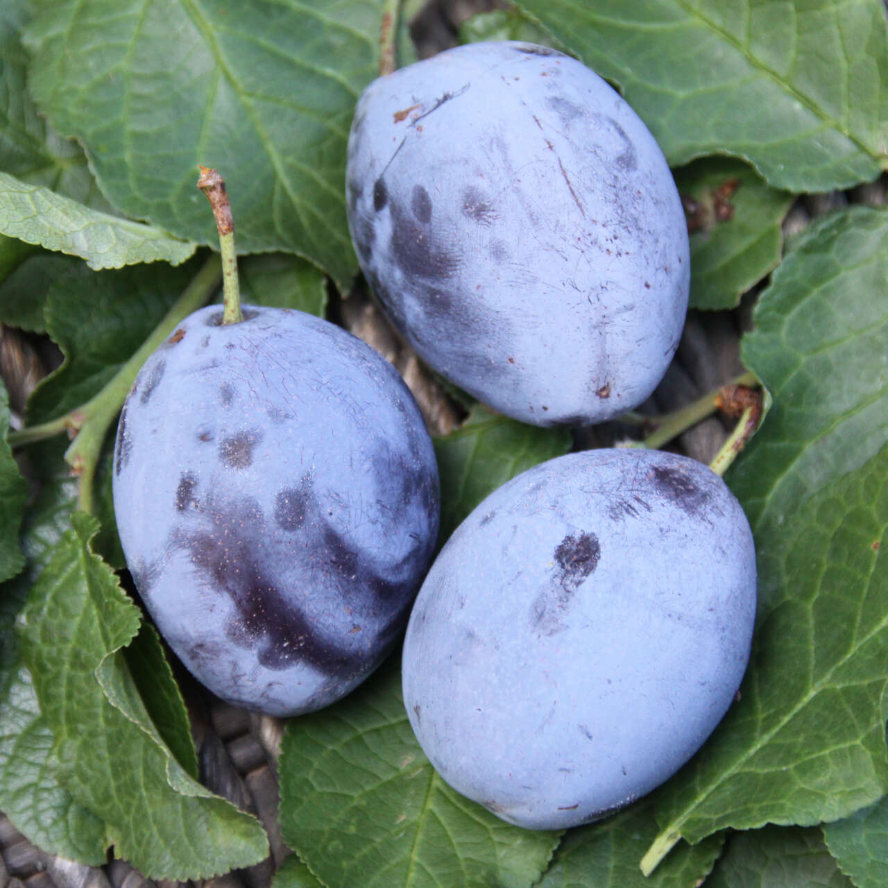 Zwetschke - Prunus domestica 'Hauszwetschke Praskac'