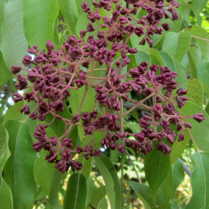 Honigesche - Tetradium danieli hupehensis - weiß