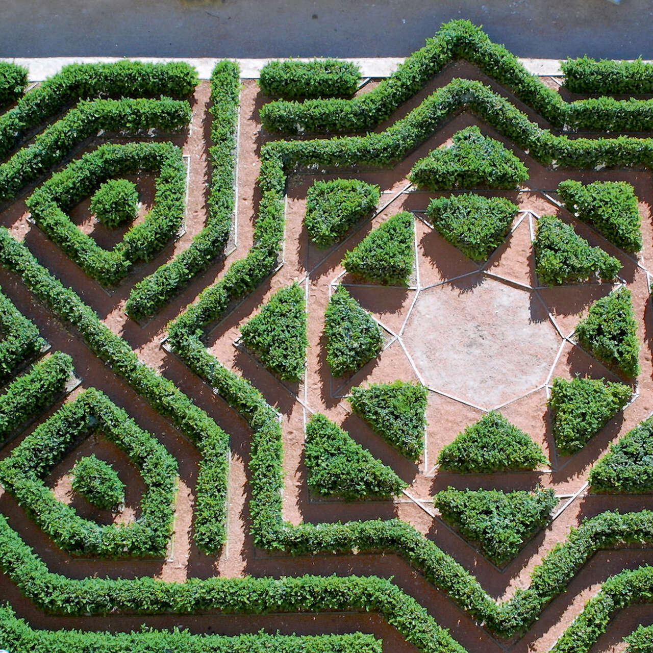 Buchs - Buxus sempervirens - grün