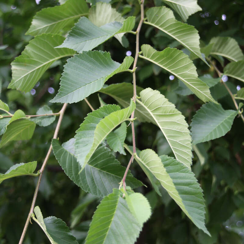 Resista-Ulme - Ulmus 'Sapporo Autumn Gold'