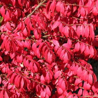 Korkflügel-Spindelstrauch - Euonymus alatus 'Fireball' - grün
