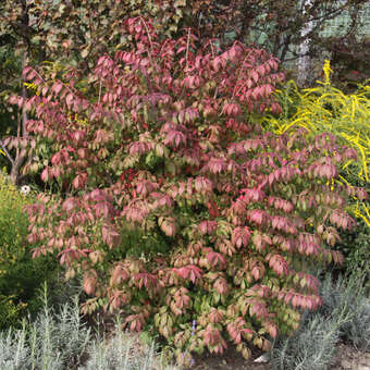 Korkflügel-Spindelstrauch - Euonymus alatus 'Fireball' - grün