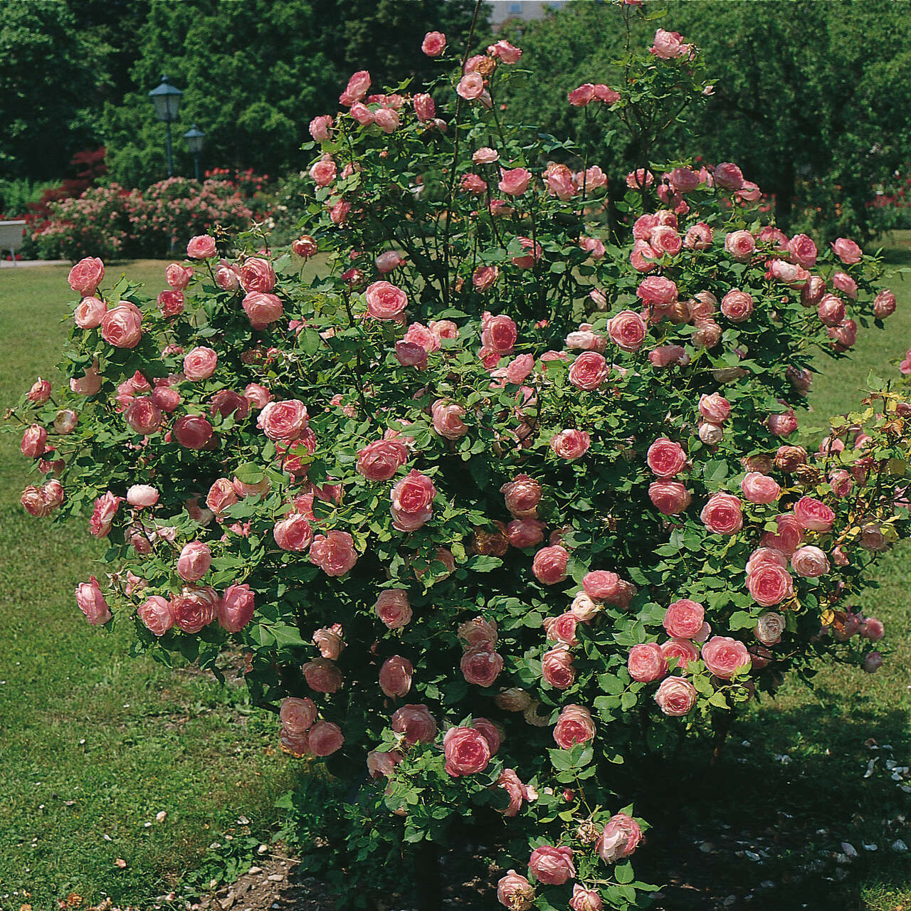 Historische Strauchrose - Rose 'Mme Pierre Oger' - rosa