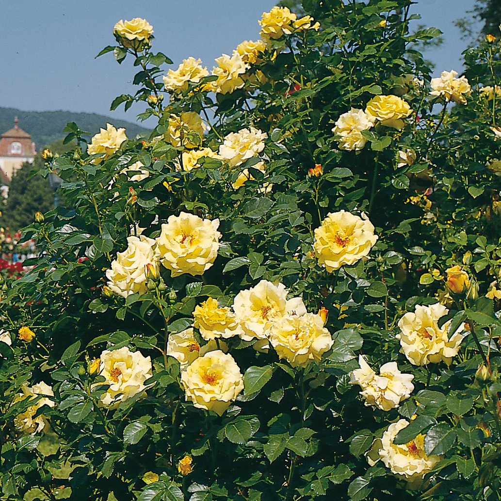 Moderne Strauchrose - Rose 'Lichtkönigin Lucia' - gelb