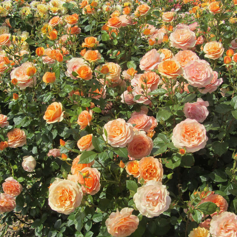 Beetrose - Rose 'Bengali' - gelb