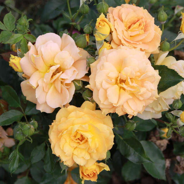 Beetrosen | Vom Gärtner mit Anwuchsgarantie kaufen - rasche Lieferung