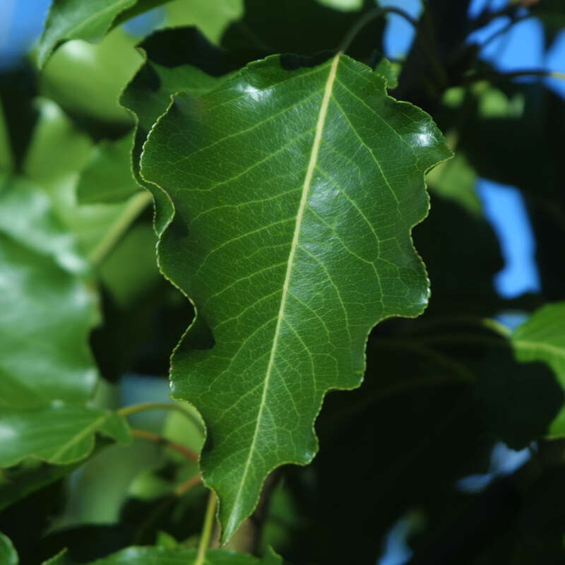 Pyrus Calleryana Blatt