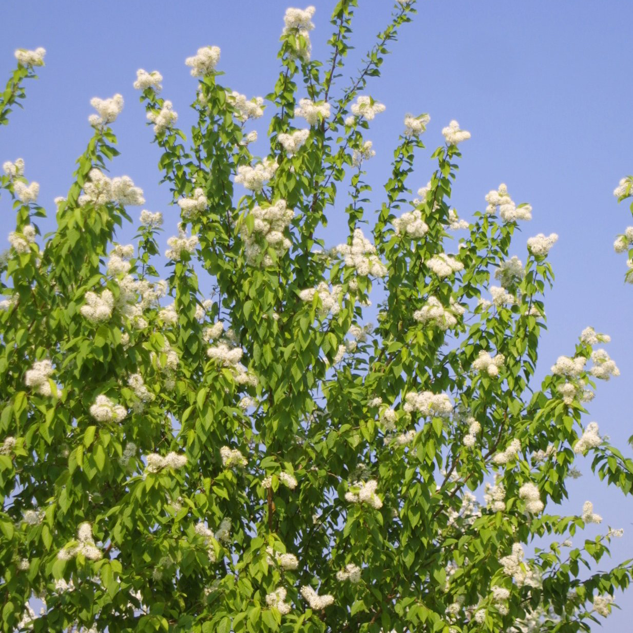 Amur-Traubenkirsche - Prunus maackii 'Amber Beauty' - weiß