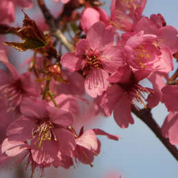 Kurilenkirsche - Prunus nipponica 'Ruby' - rosa