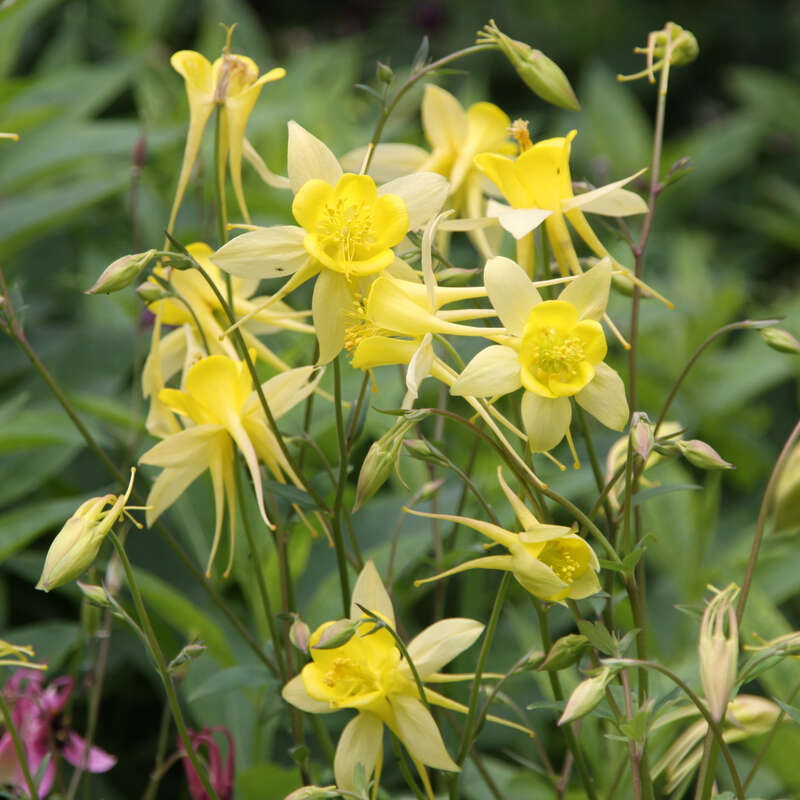 Akelei - Aquilegia chrysantha 'Yellow Queen' - gelb