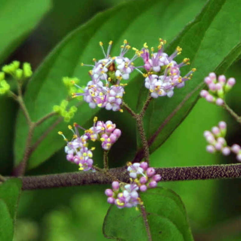 Schönfrucht - Callicarpa dichotoma 'Issai' - rosa