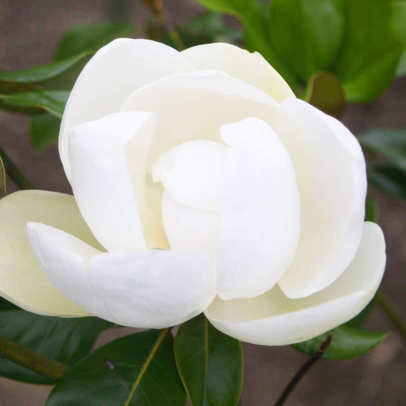 Immergrüne Magnolie - Magnolia grandiflora 'Francois Treyve' - weiß