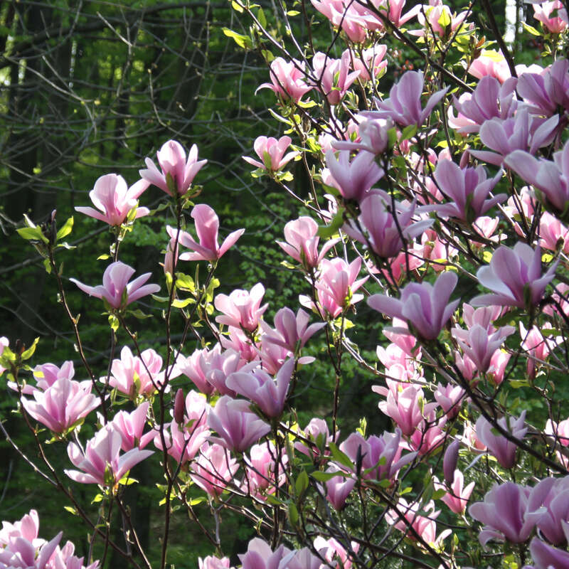 Magnolie - Magnolia 'Spectrum' - rosa