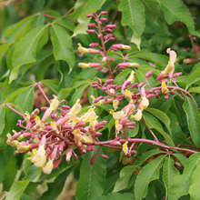 Orangeblühende Kastanie - Aesculus mutabilis 'Penduliflora' - rot