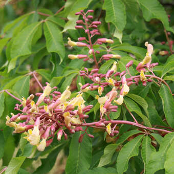 Orangeblühende Kastanie - Aesculus mutabilis 'Penduliflora' - rot