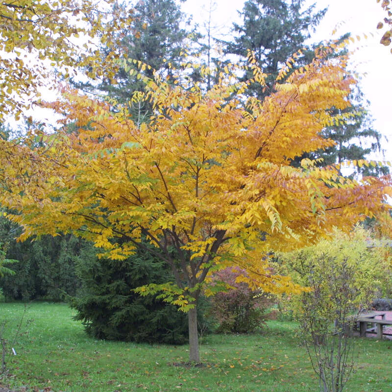 Zelkove - Zelkova serrata 'Green Vase'