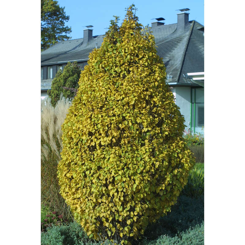 Pyramiden-Hainbuche - Carpinus betulus 'Columnaris'