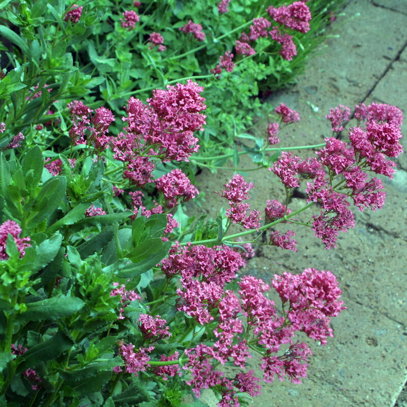 Centranthus Ruber Blatt
