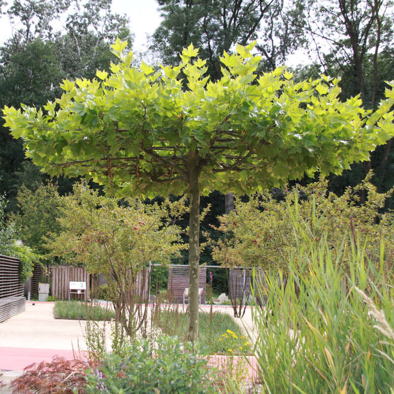 Platane - Platanus hispanica