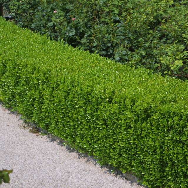Immergrüne Hecke | Vom Gärtner mit Anwuchsgarantie kaufen - rasche ...