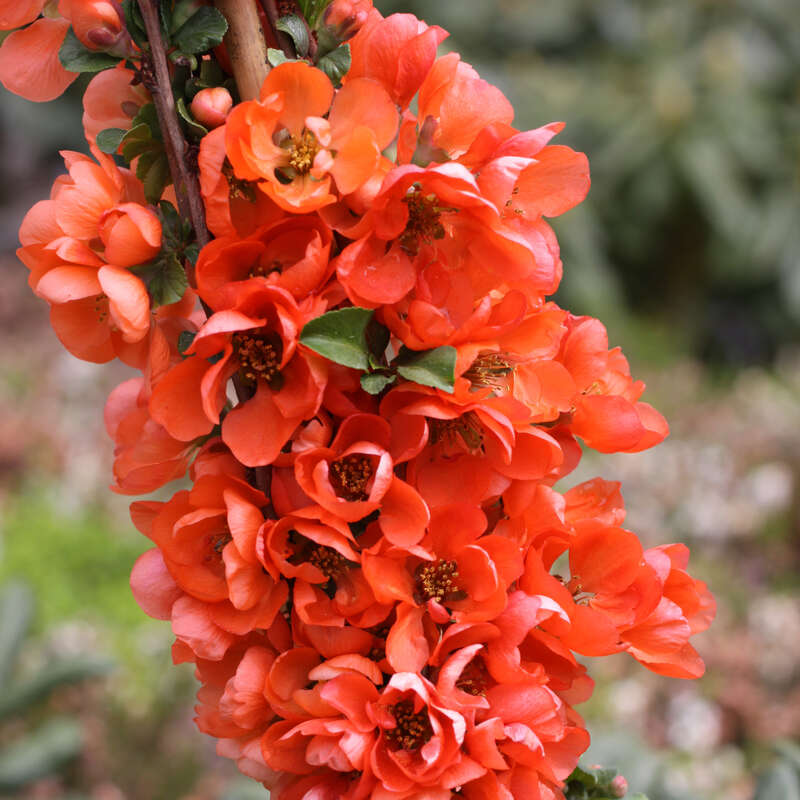 Nordische Zitrone - Chaenomeles 'Cido' - rot