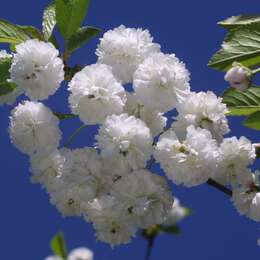 Kurilenkirsche - Prunus nipponica 'Ruby' - rosa