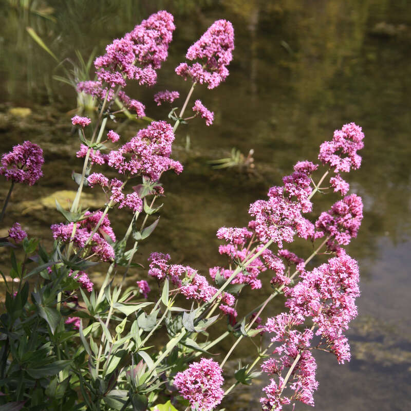 Spornblume - Centranthus ruber 'Coccineus' - rosa