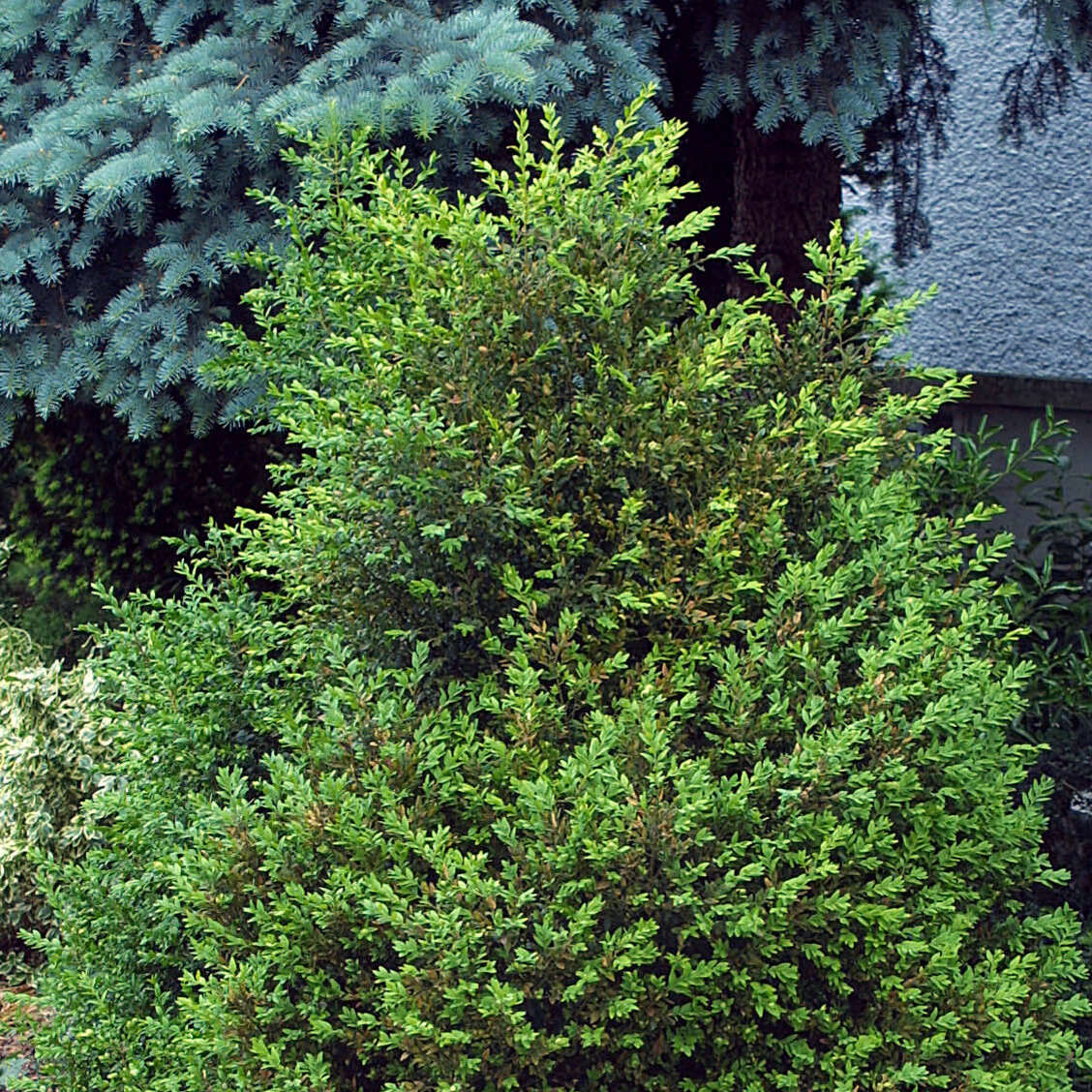 Buchs - Buxus sempervirens - grün