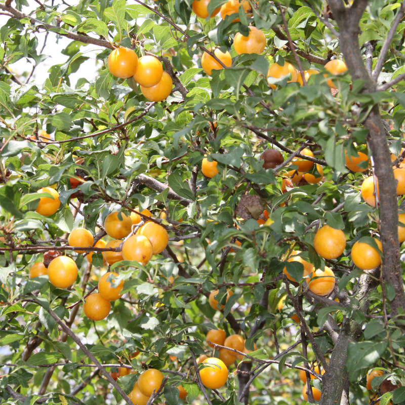 Wildes Kriecherl - Prunus domestica insititia - weiß