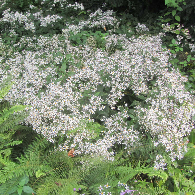 Waldaster - Aster divaricatus - weiß