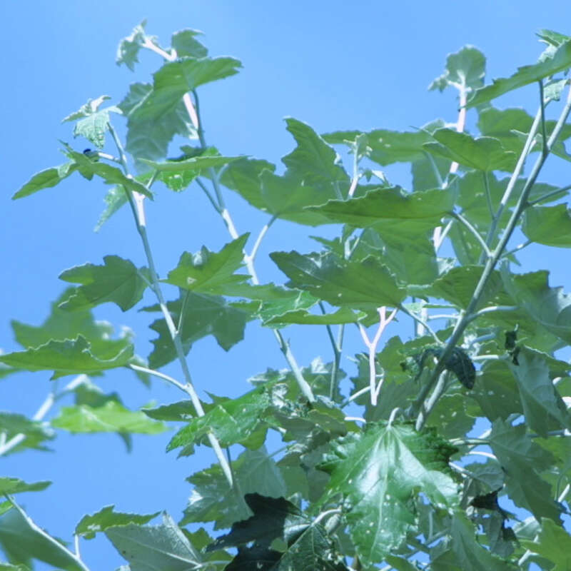 Silberpappel - Populus alba 'Nivea'