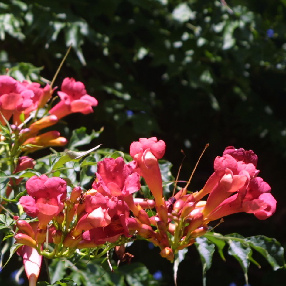 Jasmintrompete, Trichtertrompete - Campsis radicans (veredelte Pflanzen ...