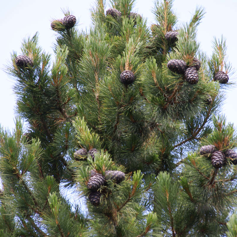 Zirbelkiefer - Pinus cembra