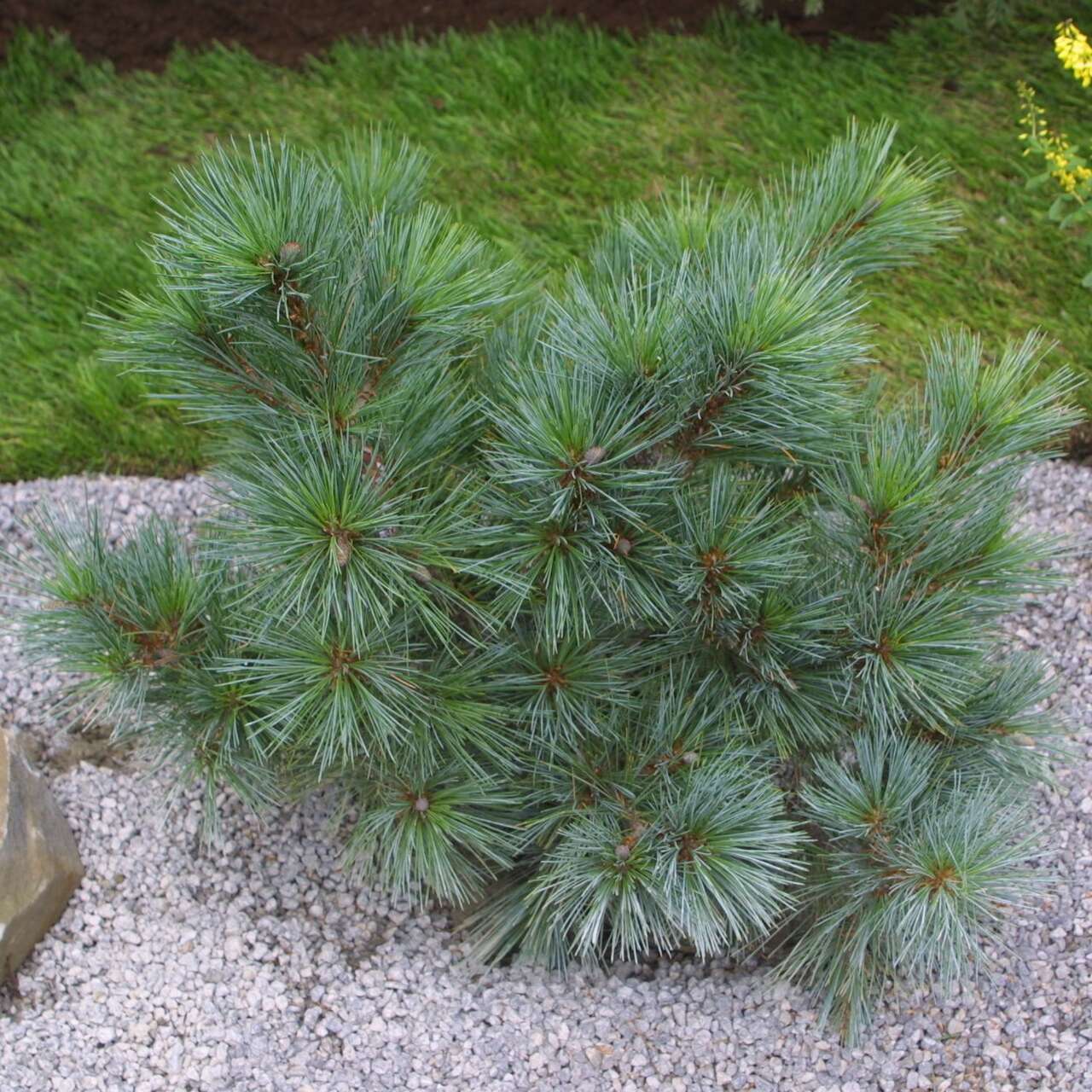 Kegel-Seidenföhre - Pinus strobus 'Macopin' - grau/silbrig