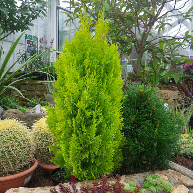 Orientalische Goldthuje - Platycladus orientalis 'Pyramidalis Aurea'