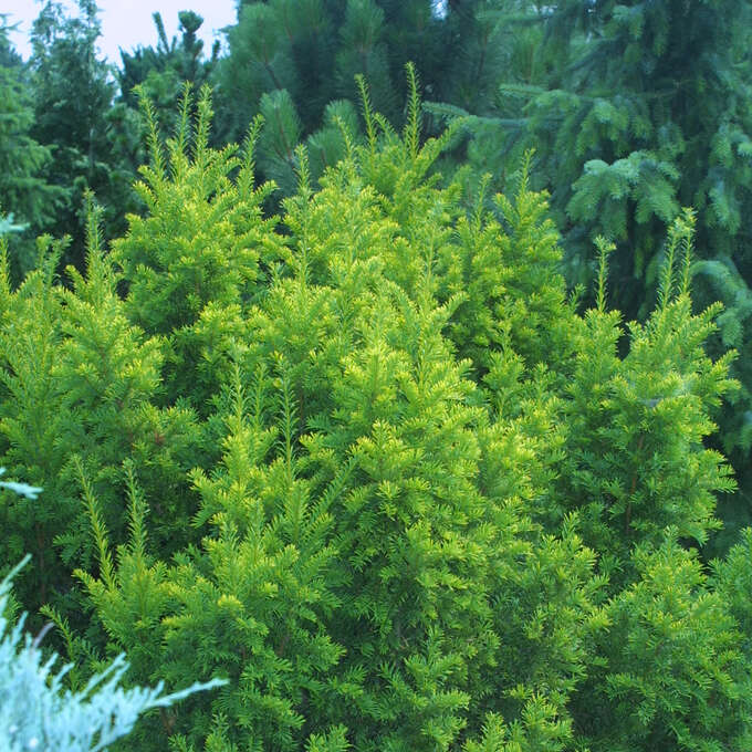 Goldeibe - Taxus baccata 'Semperaurea' - gelb