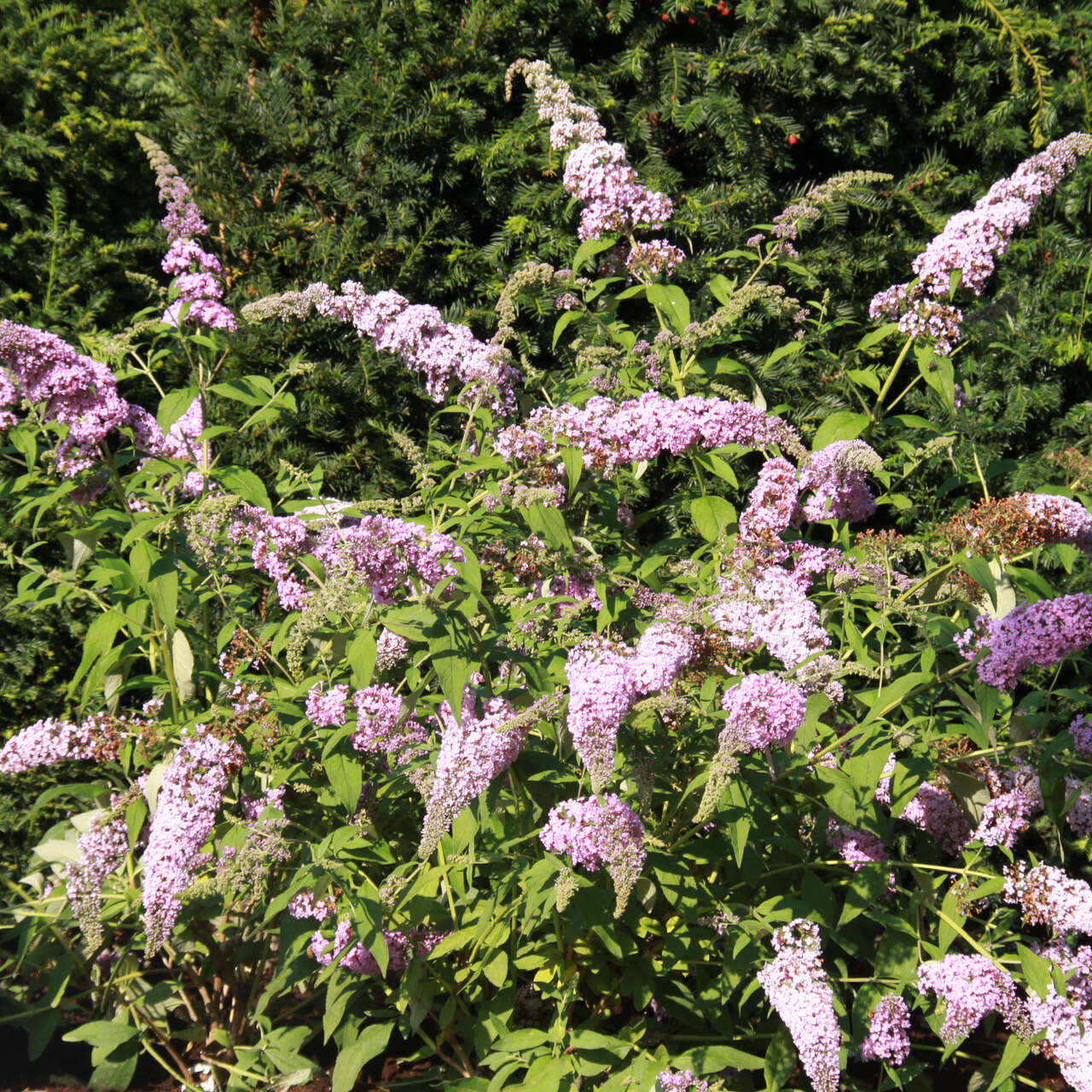 Sommerflieder - Buddleja davidii 'Pink Delight' - rosa