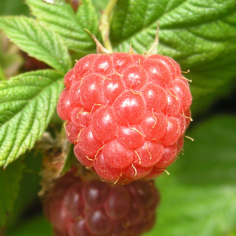 Himbeere - Rubus idaeus 'Autumn First'