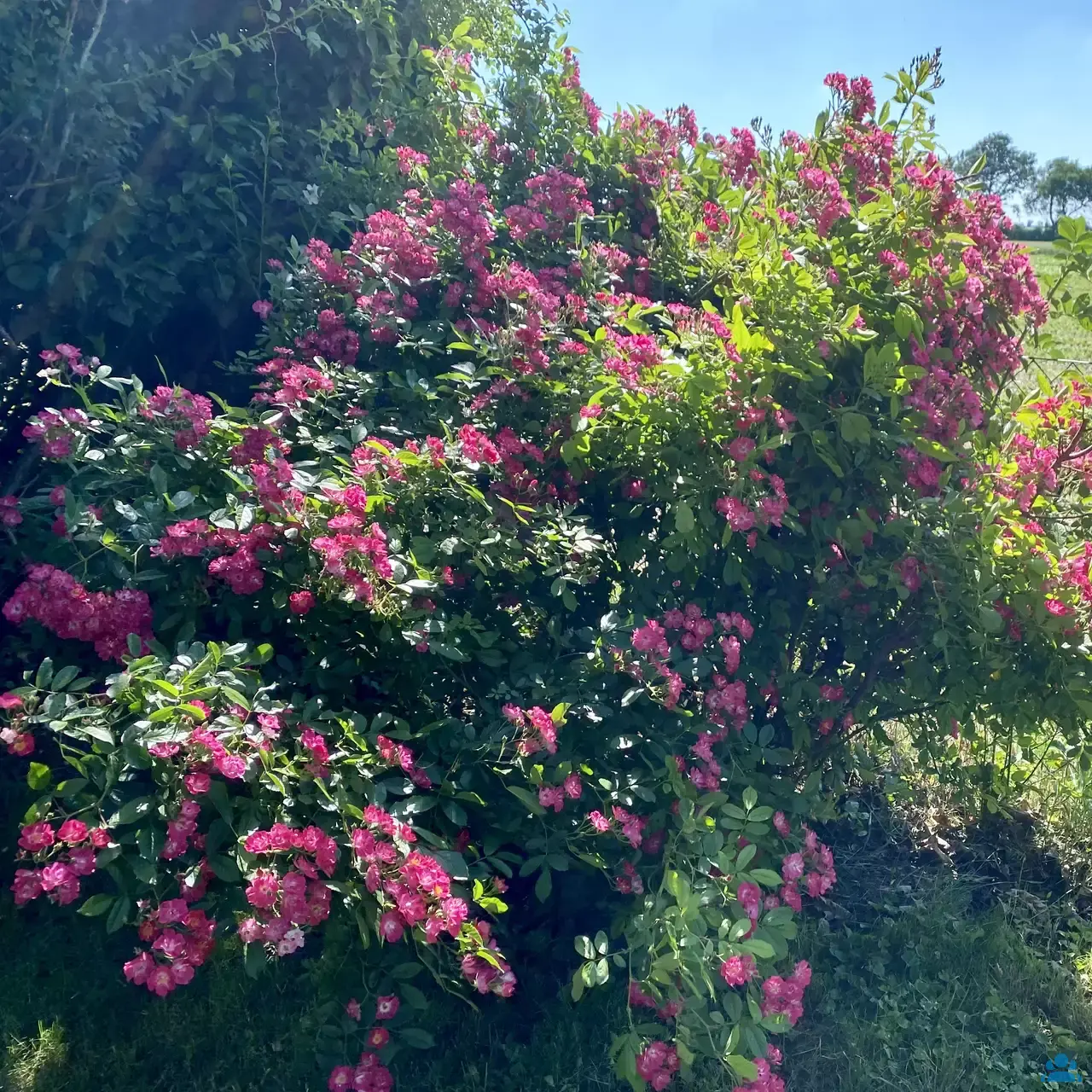 Historische Strauchrose - Rose 'Robin Hood' - rosa