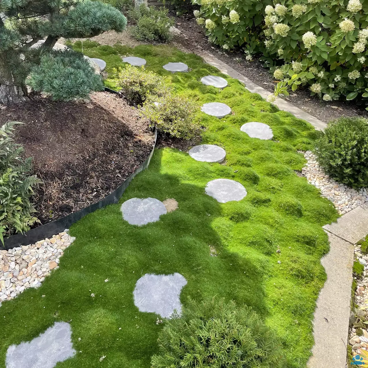 Sternmoos - Sagina subulata - weiß