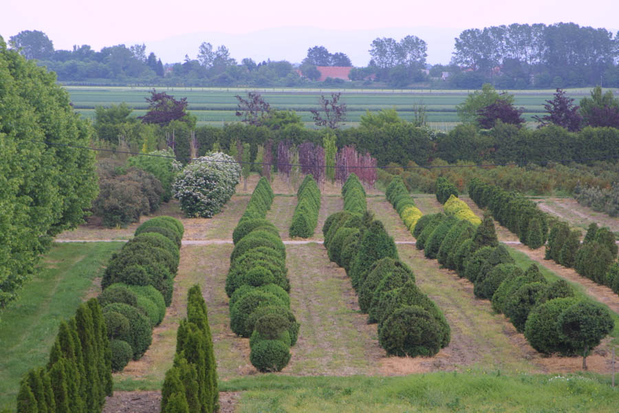 Baumschule Praskac produziert in NÖ und liefert in ganz Österreich