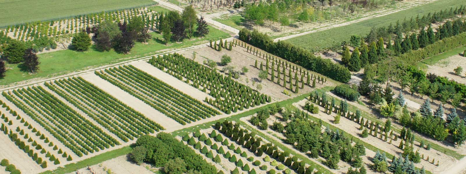 Baumschule Praskac produziert in NÖ und beliefert ganz Österreich